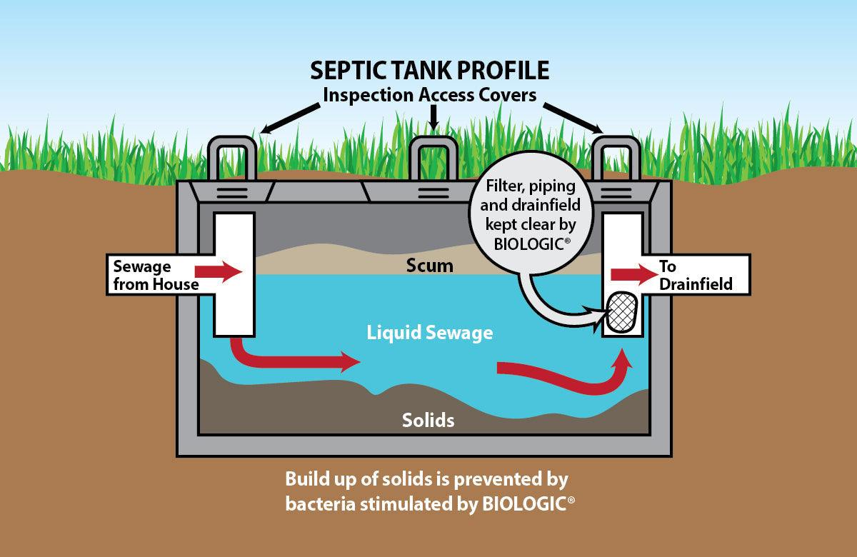 What Is a Septic Ecosystem? | SeptiCorp™